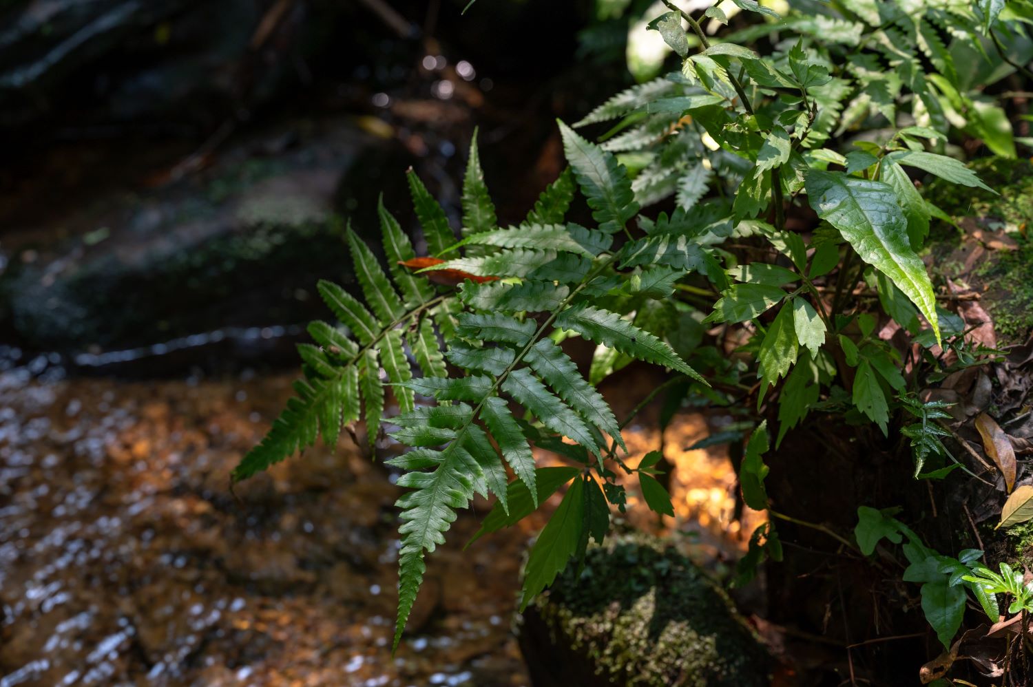 Biome Australia Limited Debuts On The Asx With ~ $8m Raised At IPO ...
